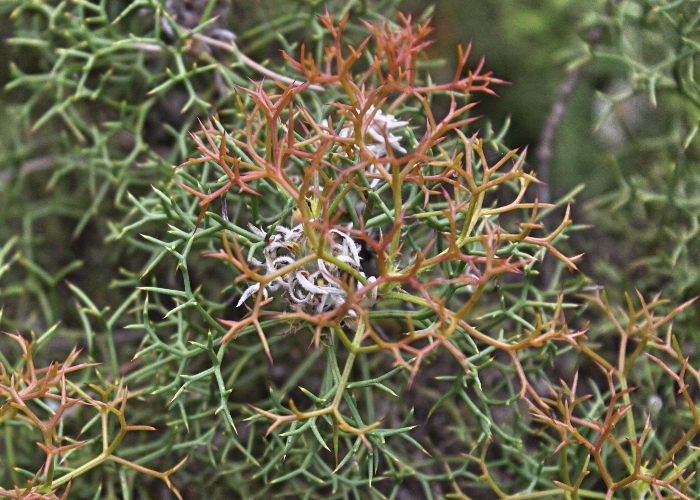 South Australian Plants - Proteaceae